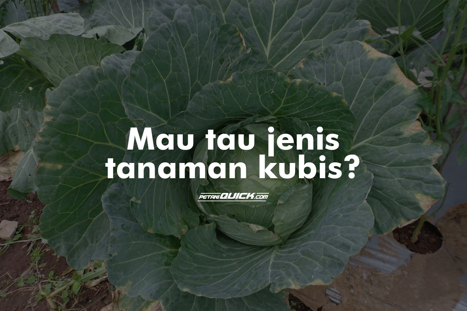 Budidaya Tanaman Kubis | Petani Quick