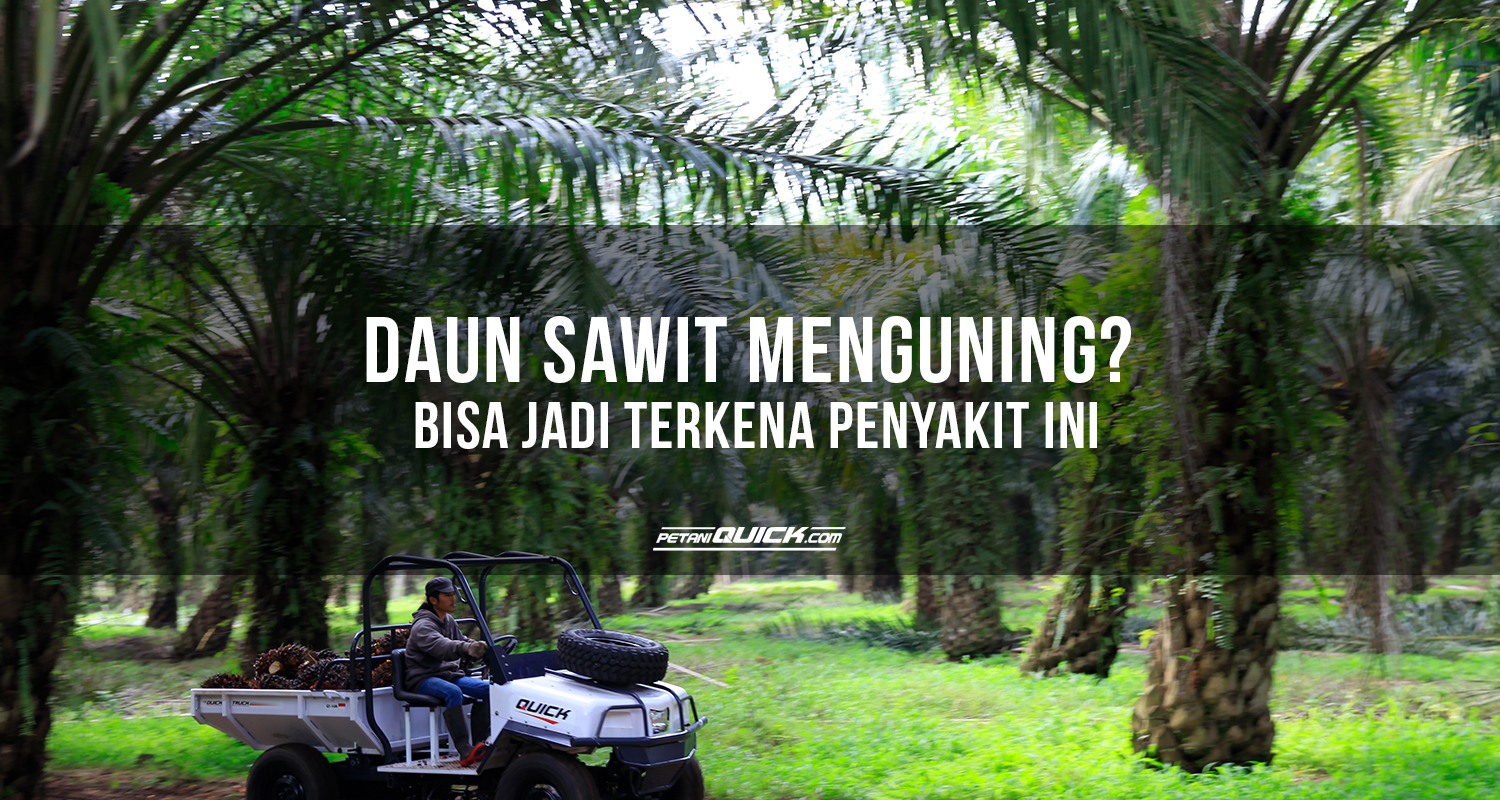 Daun Sawit Menguning? Bisa Jadi Terkena Penyakit Ini | Petani Quick