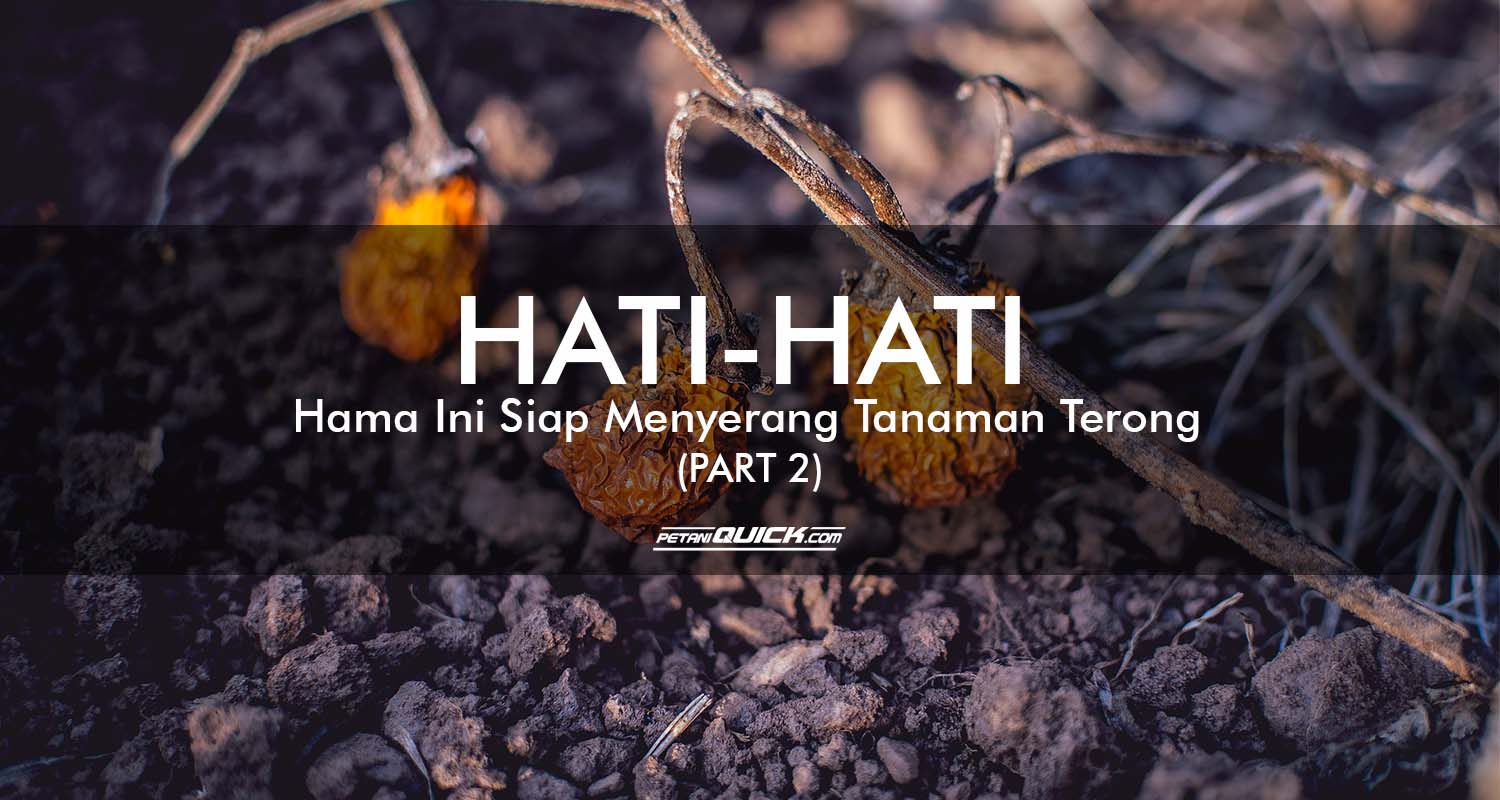 HATI-HATI, HAMA INI SIAP MENYERANG TANAMAN TERONG (PART 2) | Petani Quick