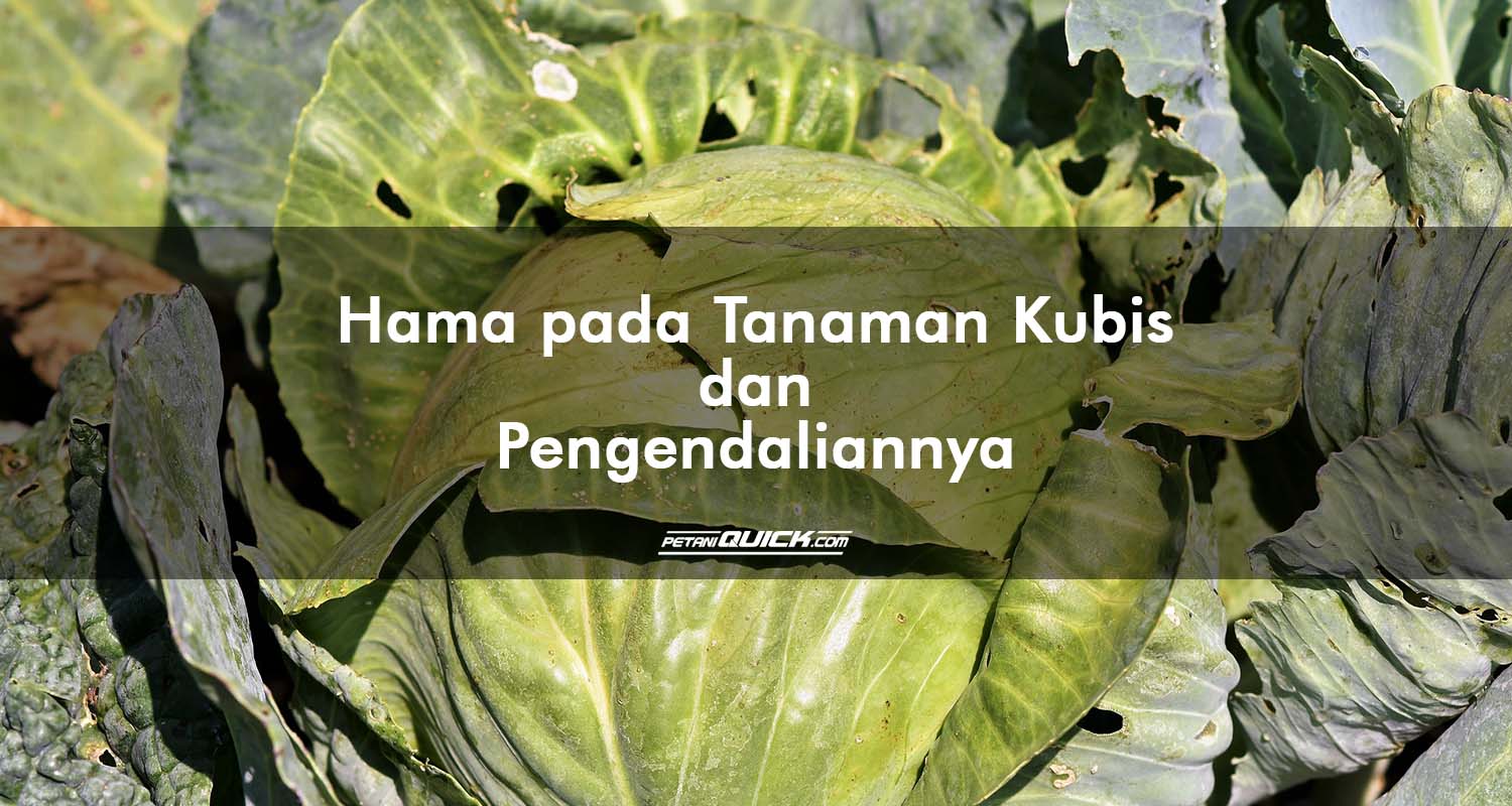 Hama pada Tanaman Kubis dan Pengendaliannya | Petani Quick
