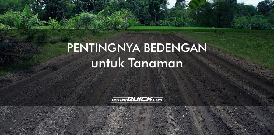 PENTINGNYA BEDENGAN UNTUK TANAMAN | Petani Quick