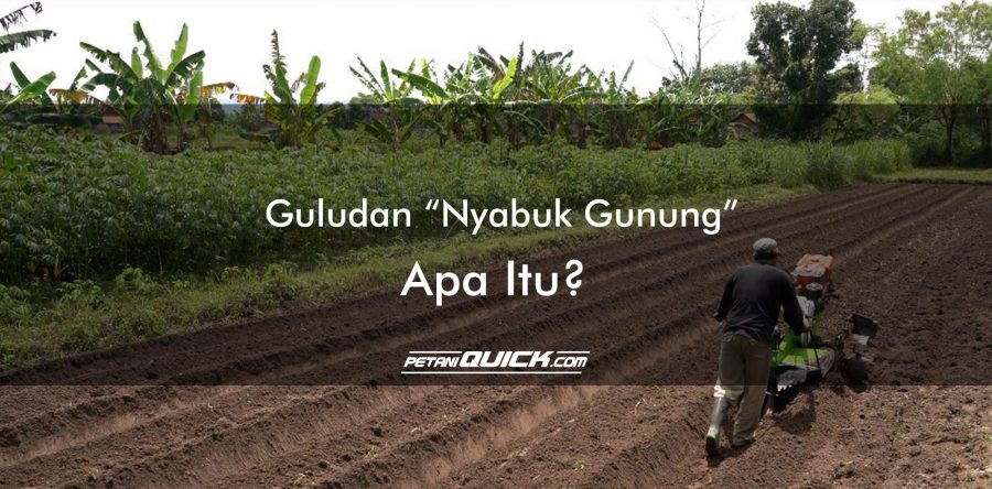 GULUDAN “NYABUK GUNUNG” APA ITU? | Petani Quick