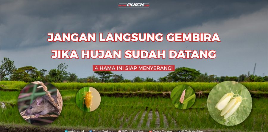 Jangan Langsung Gembira Jika Hujan Sudah Datang | 4 HAMA INI SIAP ...