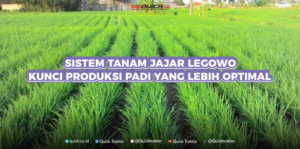 Sistem Tanam Jajar Legowo | Petani Quick