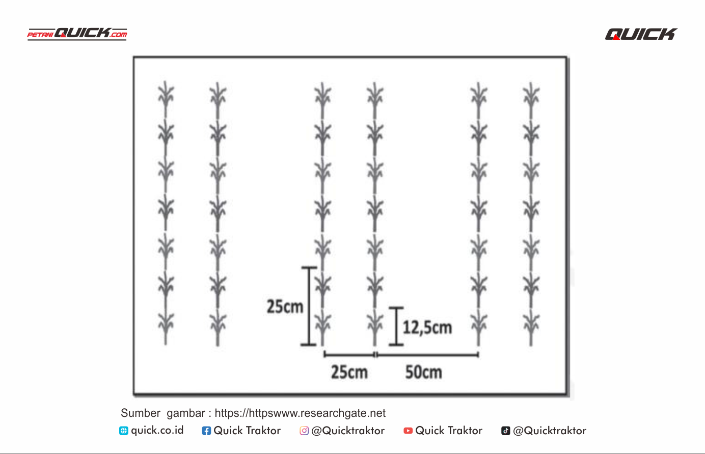 Sistem Tanam Jajar Legowo | Petani Quick