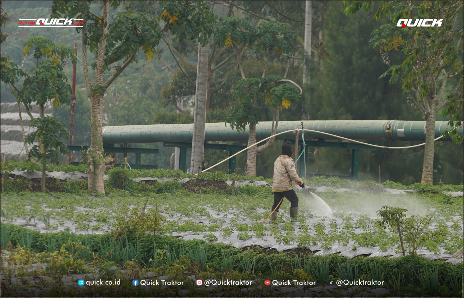 Waktu Terbaik Semprot Pestisida | Petani Quick
